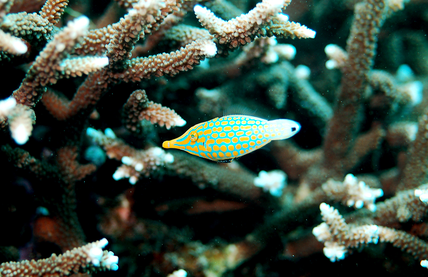 Marine protected areas of Taiwan